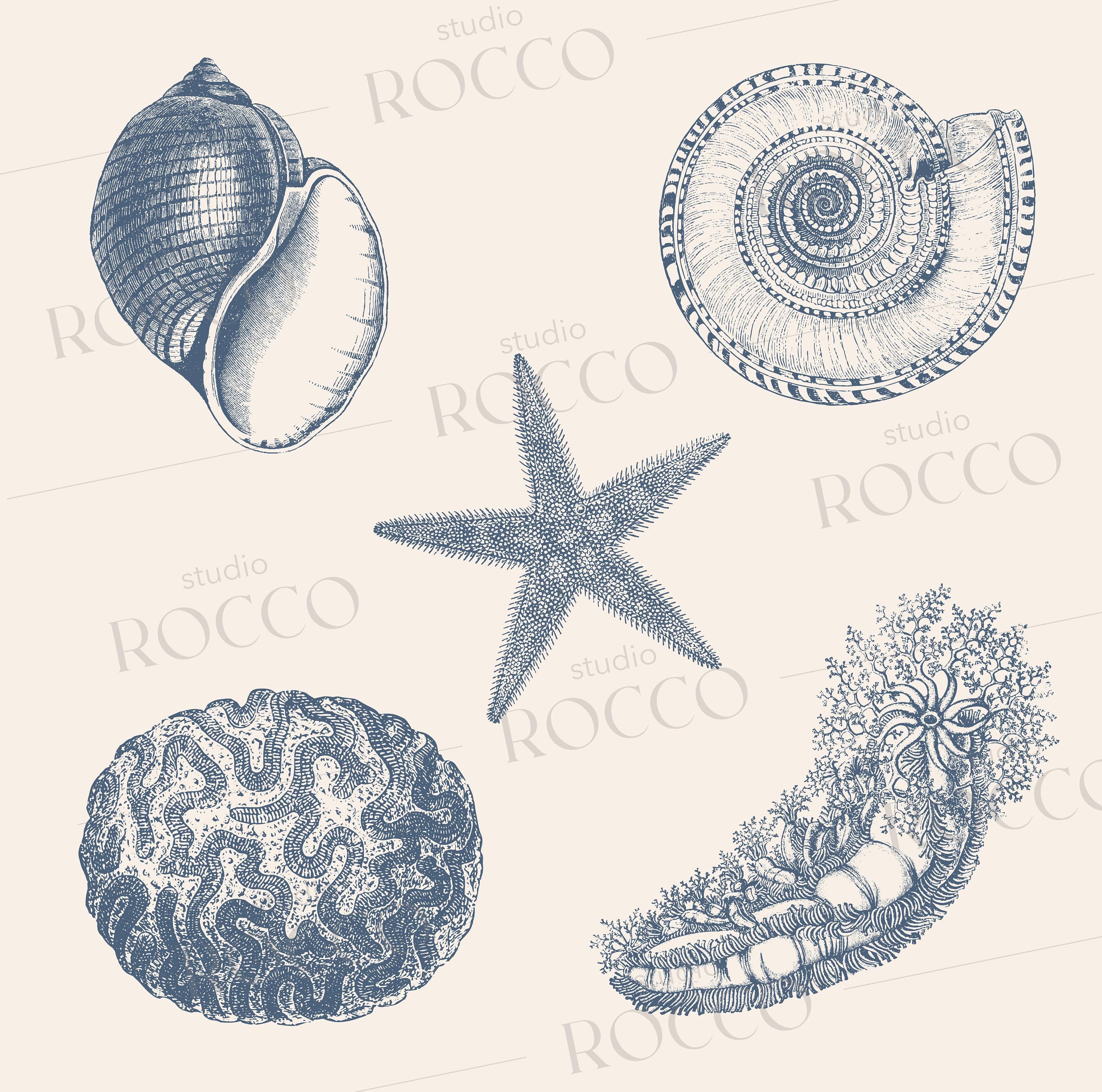 Vintage Shells and Marine Invertebrates / Vector Bundle for Crafts ...
