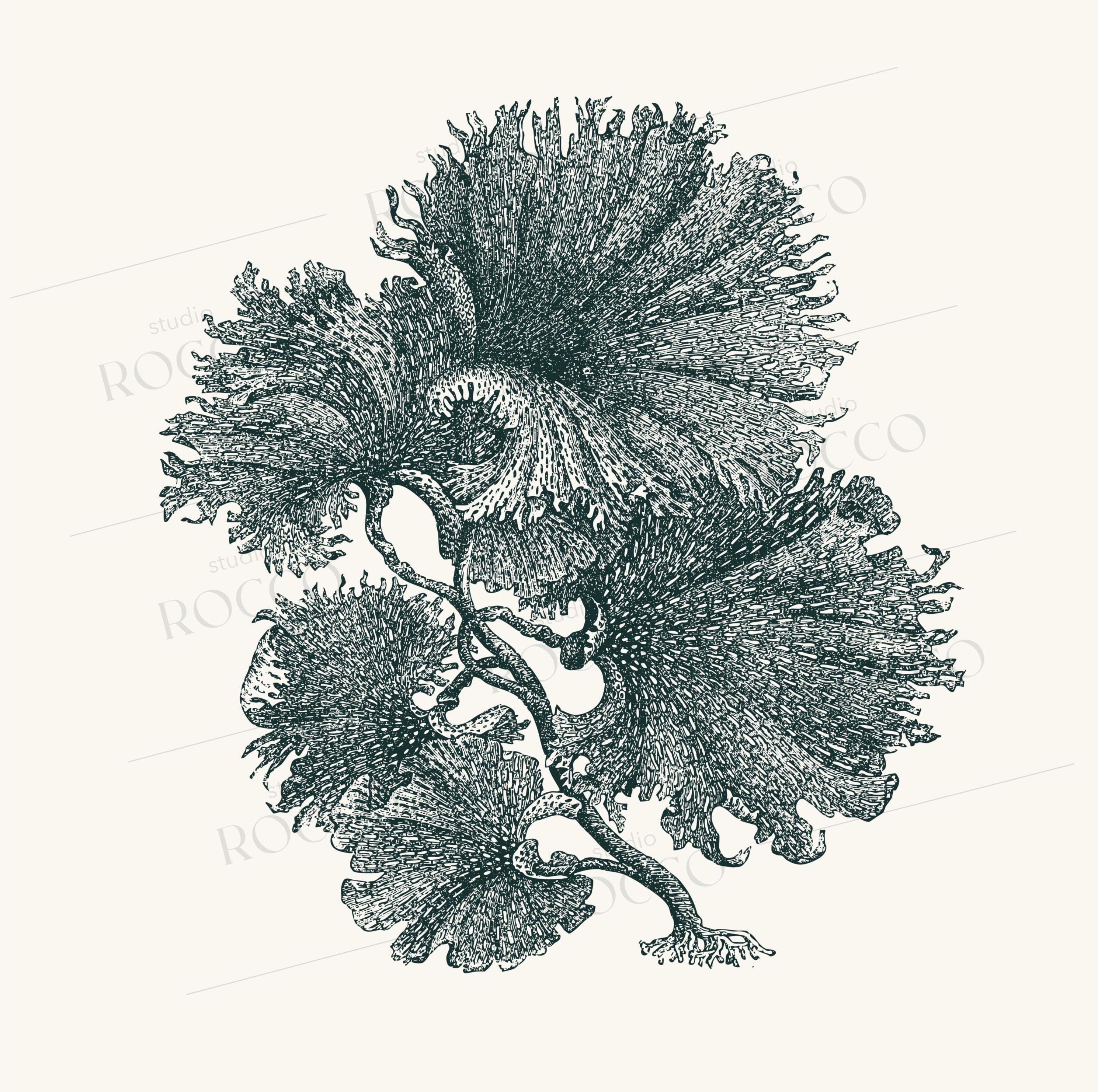 Marine Botanicals Clipart – Seaweed & Algae Vintage Illustrations ...