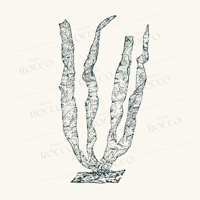 Marine Botanicals Clipart – Seaweed & Algae Vintage Illustrations ...