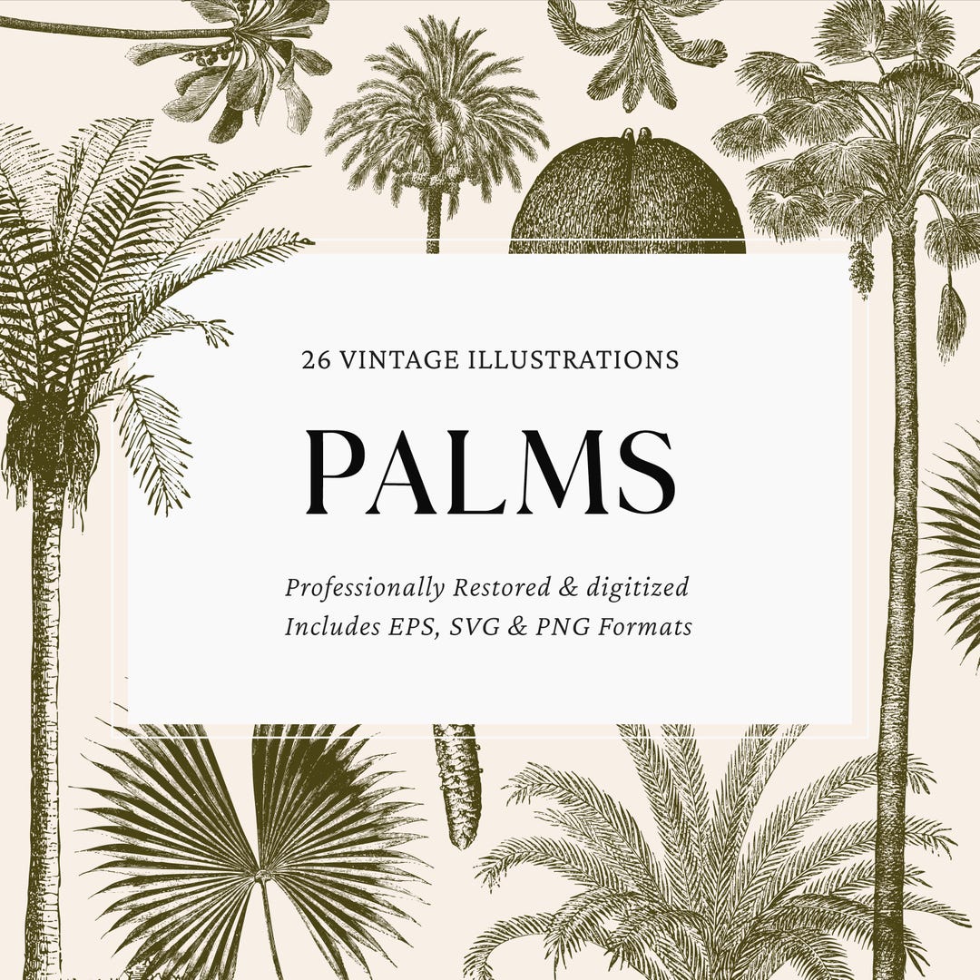26 Vintage Palm Tree Illustrations – Botanical Clip Art Bundle ...