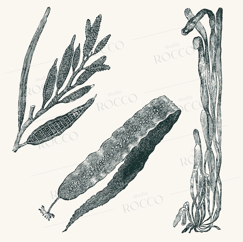 Marine Botanicals Clipart – Seaweed & Algae Vintage Illustrations ...