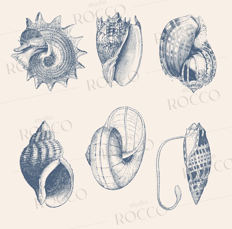 Vintage Shells and Marine Invertebrates / Vector Bundle for Crafts ...