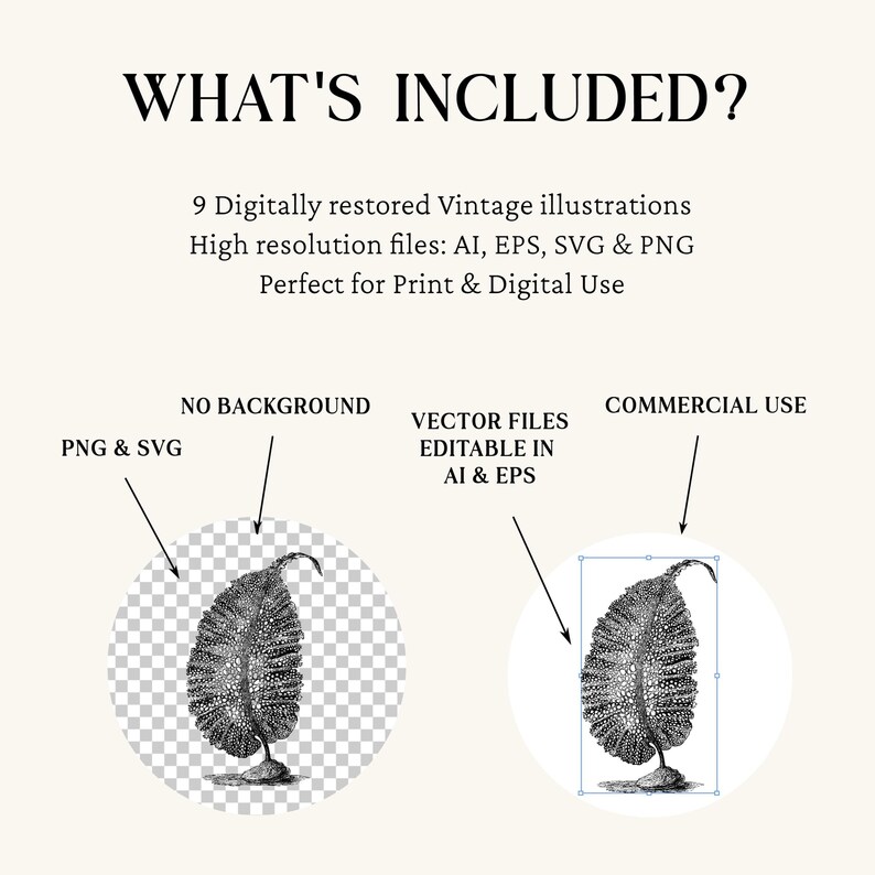 Marine Botanicals Clipart – Seaweed & Algae Vintage Illustrations ...