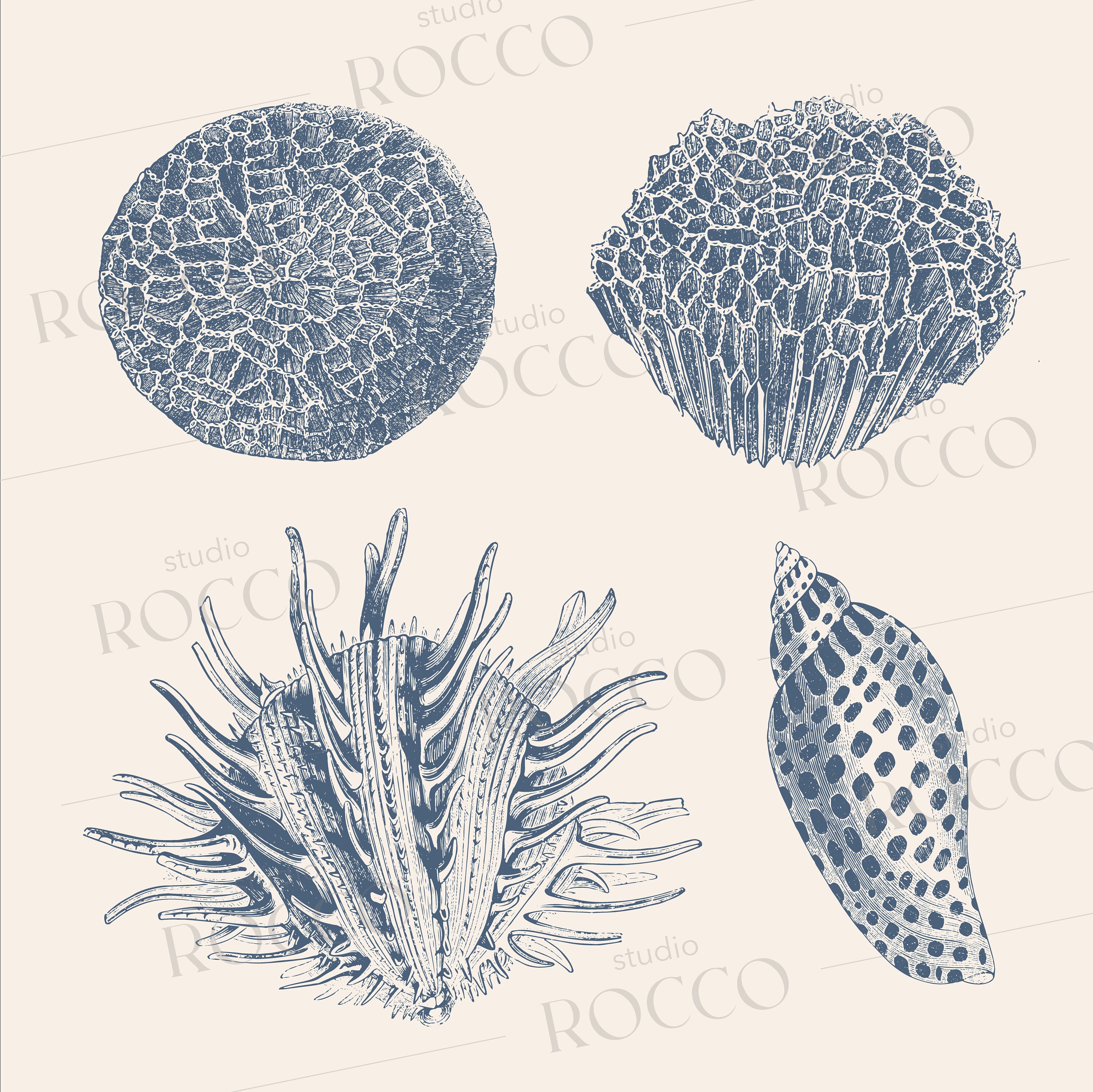 Vintage Shells and Marine Invertebrates / Vector Bundle for Crafts ...
