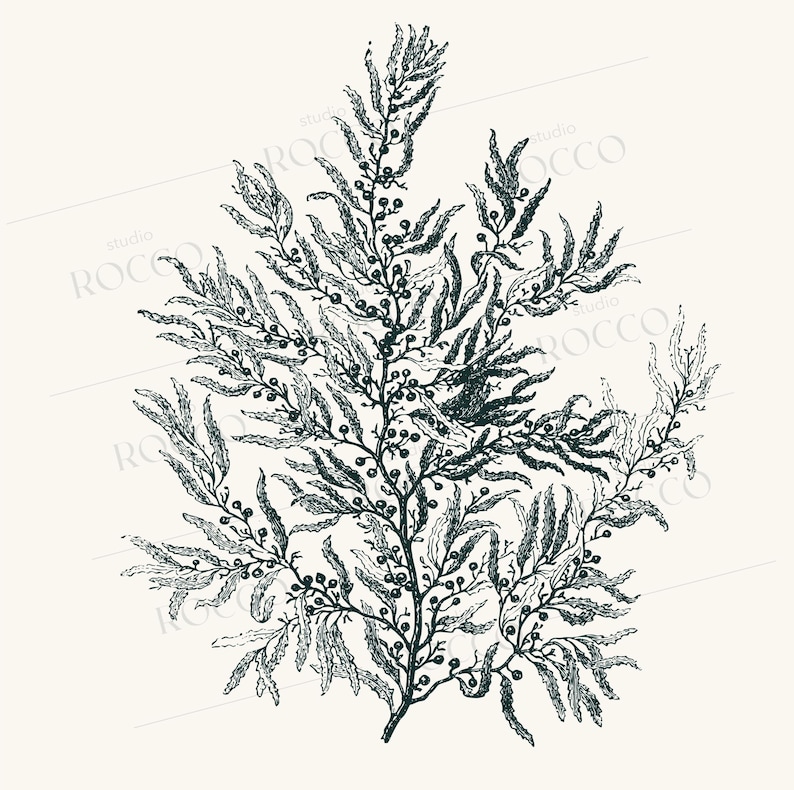 Marine Botanicals Clipart – Seaweed & Algae Vintage Illustrations ...