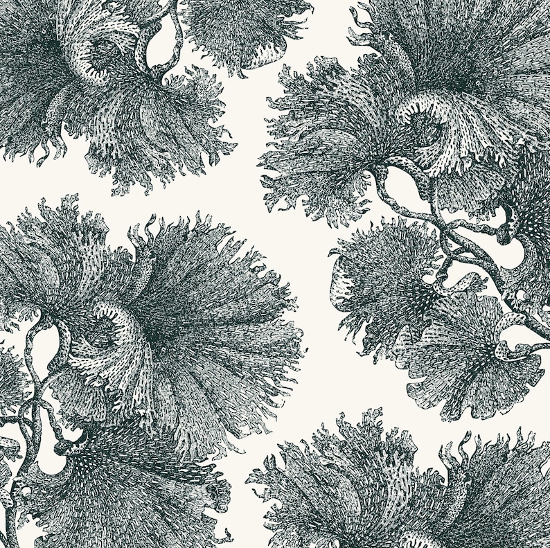 Marine Botanicals Clipart – Seaweed & Algae Vintage Illustrations ...