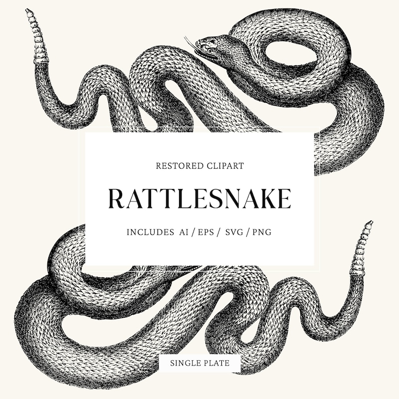 Rattlesnake Drawing Kids - Etsy