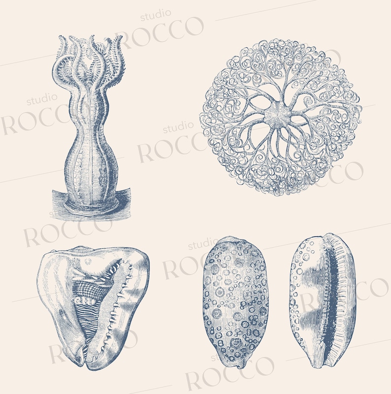 Vintage Shells and Marine Invertebrates / Vector Bundle for Crafts ...