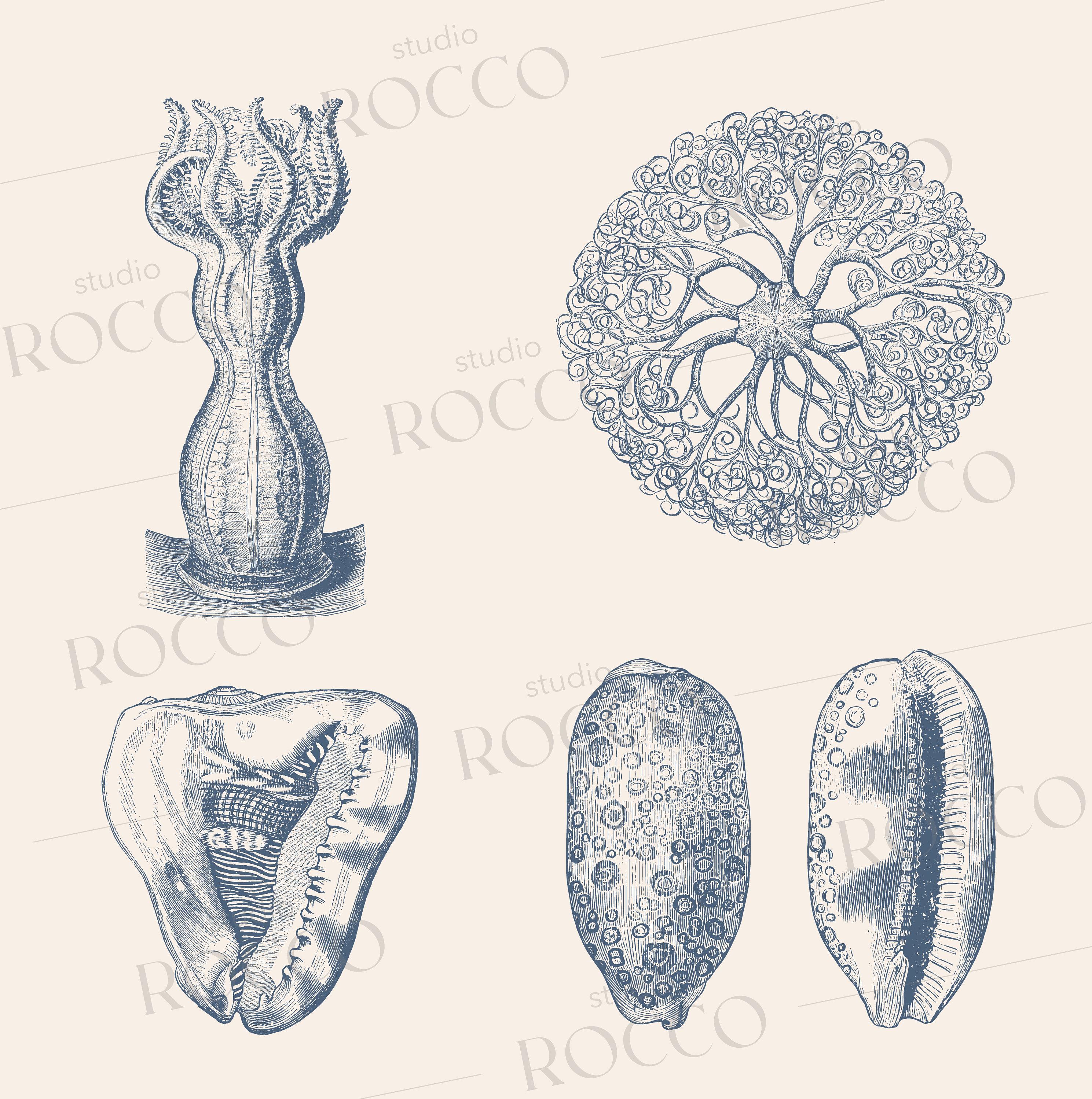Vintage Shells and Marine Invertebrates / Vector Bundle for Crafts ...