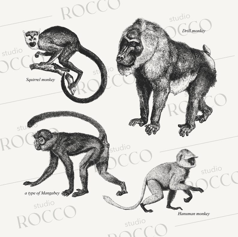 19th Century Monkeys Vector Illustration Collection - 15 Hand-drawn Pen ...