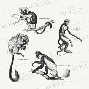 19th Century Monkeys Vector Illustration Collection - 15 Hand-drawn Pen ...