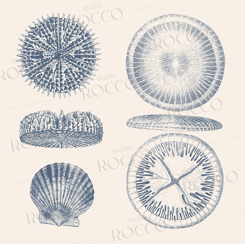 Vintage Shells and Marine Invertebrates / Vector Bundle for Crafts ...