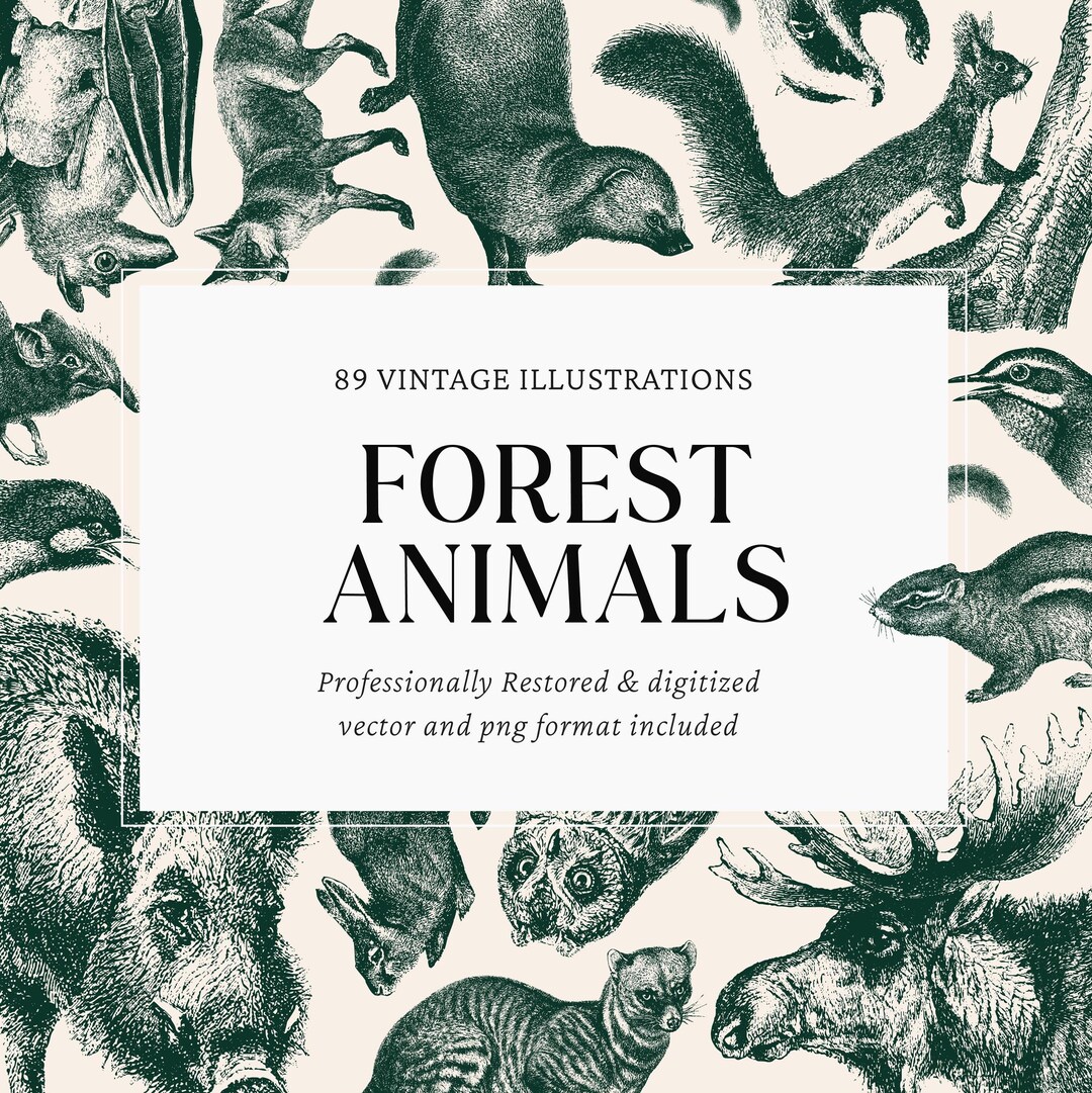 Vintage Forest Animals Clipart Engravings - 89 PNG SVG Vector Files for ...