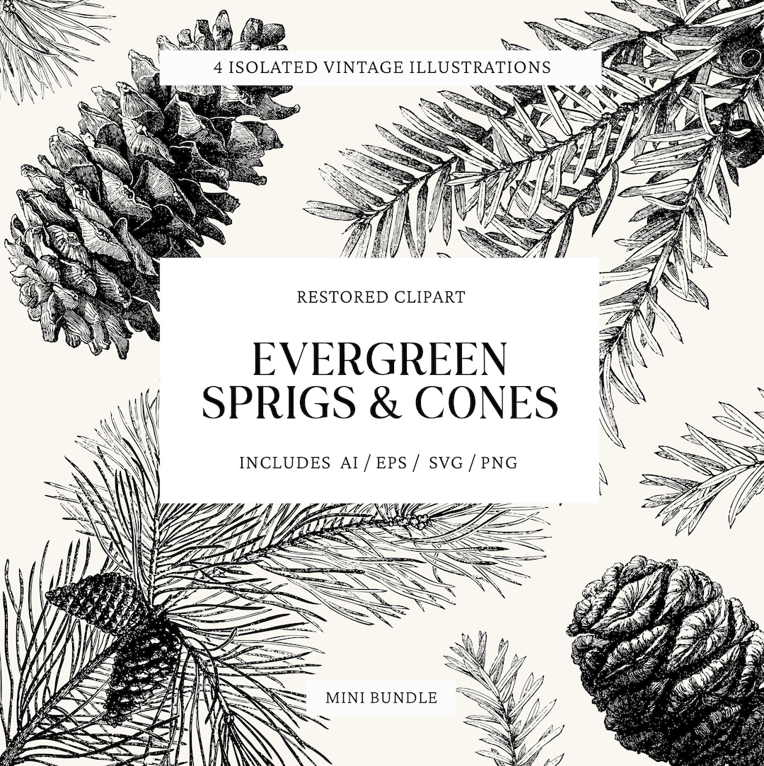 Evergreen Sprigs & Pine Cones Clipart – Vintage Botanical Engravings ...