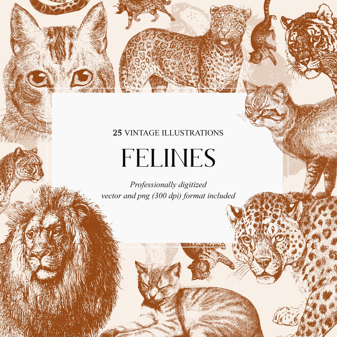 19th Century Felines Vector Collection 25 Scalable Vectors In Png And Svg For Design Crafts Etsy