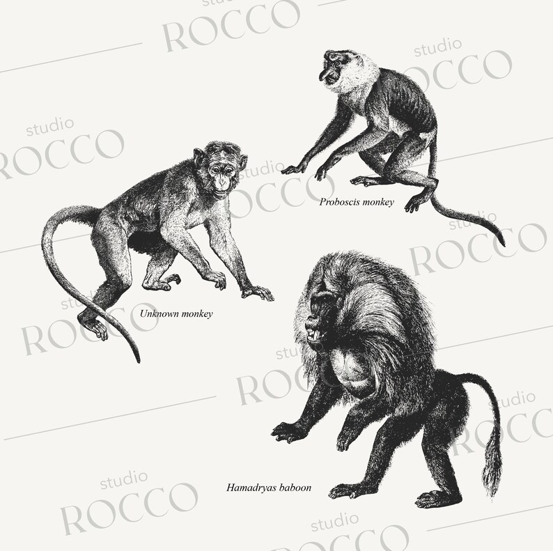 19th Century Monkeys Vector Illustration Collection - 15 Hand-drawn Pen ...
