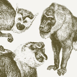 19th Century Monkeys Vector Illustration Collection - 15 Hand-drawn Pen ...