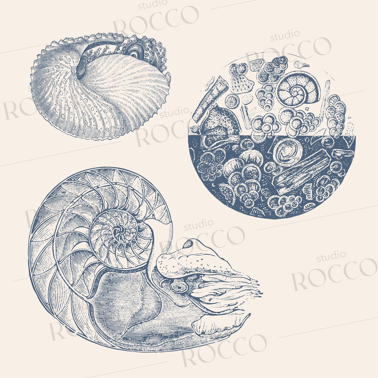 Vintage Shells and Marine Invertebrates / Vector Bundle for Crafts ...