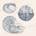 Vintage Shells and Marine Invertebrates / Vector Bundle for Crafts ...