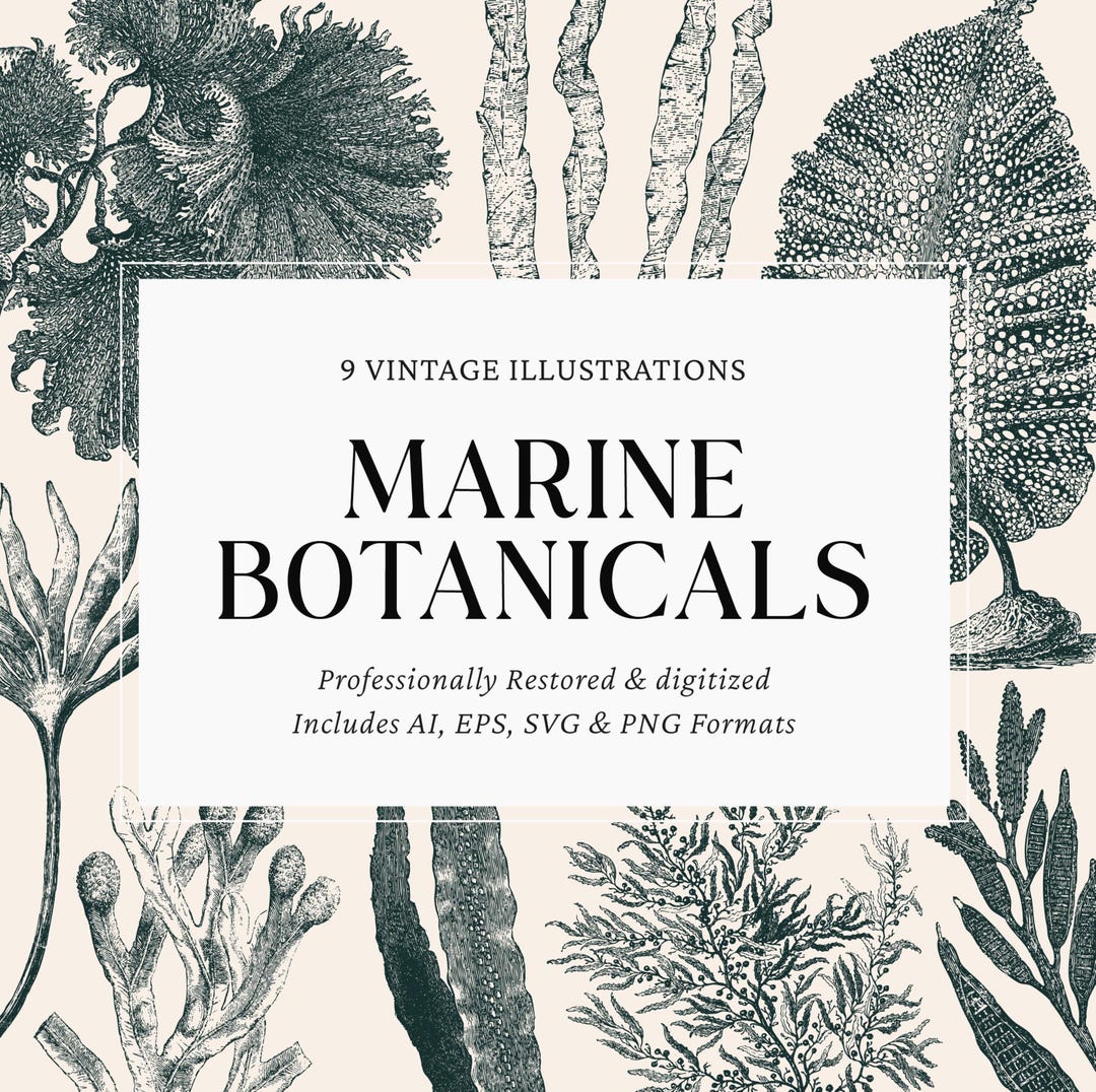 Marine Botanicals Clipart – Seaweed & Algae Vintage Illustrations ...