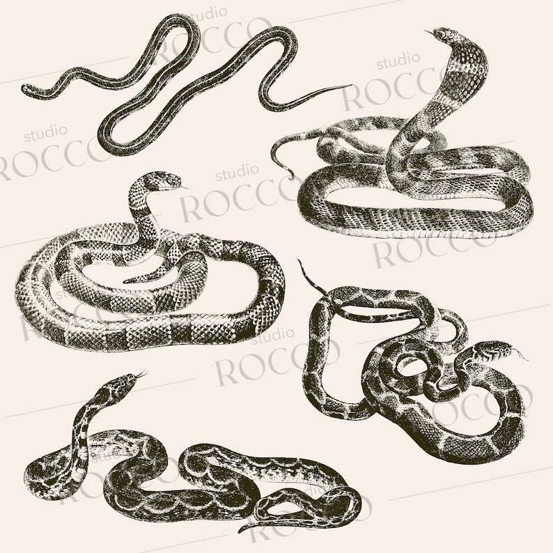 19th Century Snake Vector Illustration Collection / 30 Scalable Vectors ...