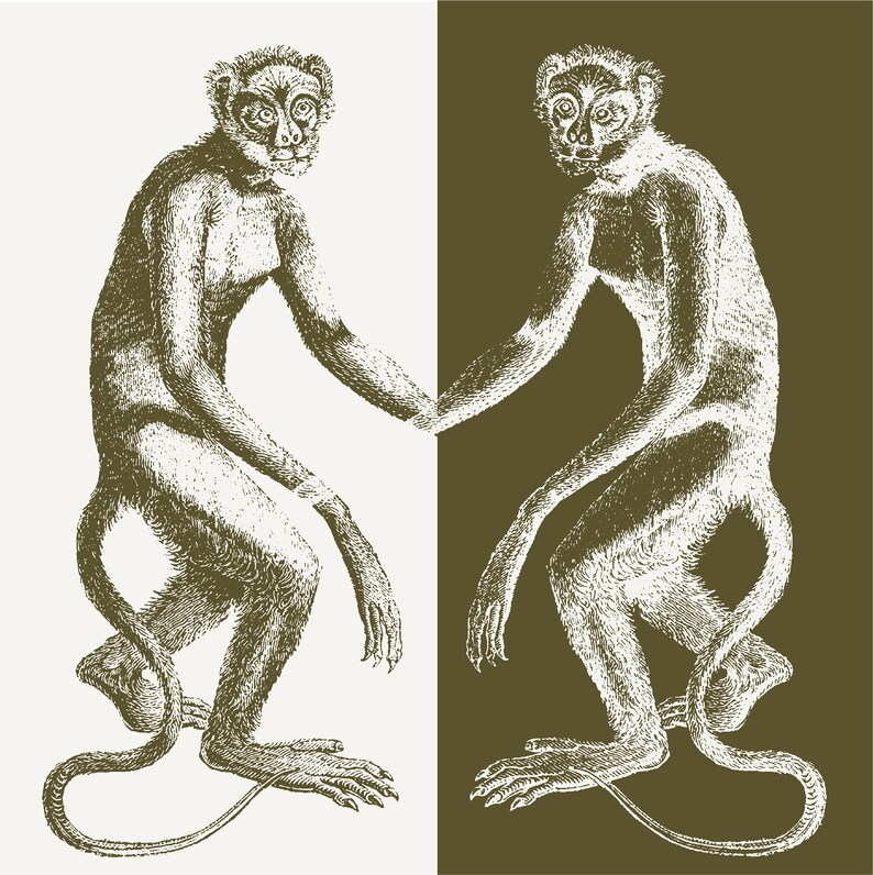 19th Century Monkeys Vector Illustration Collection - 15 Hand-drawn Pen ...