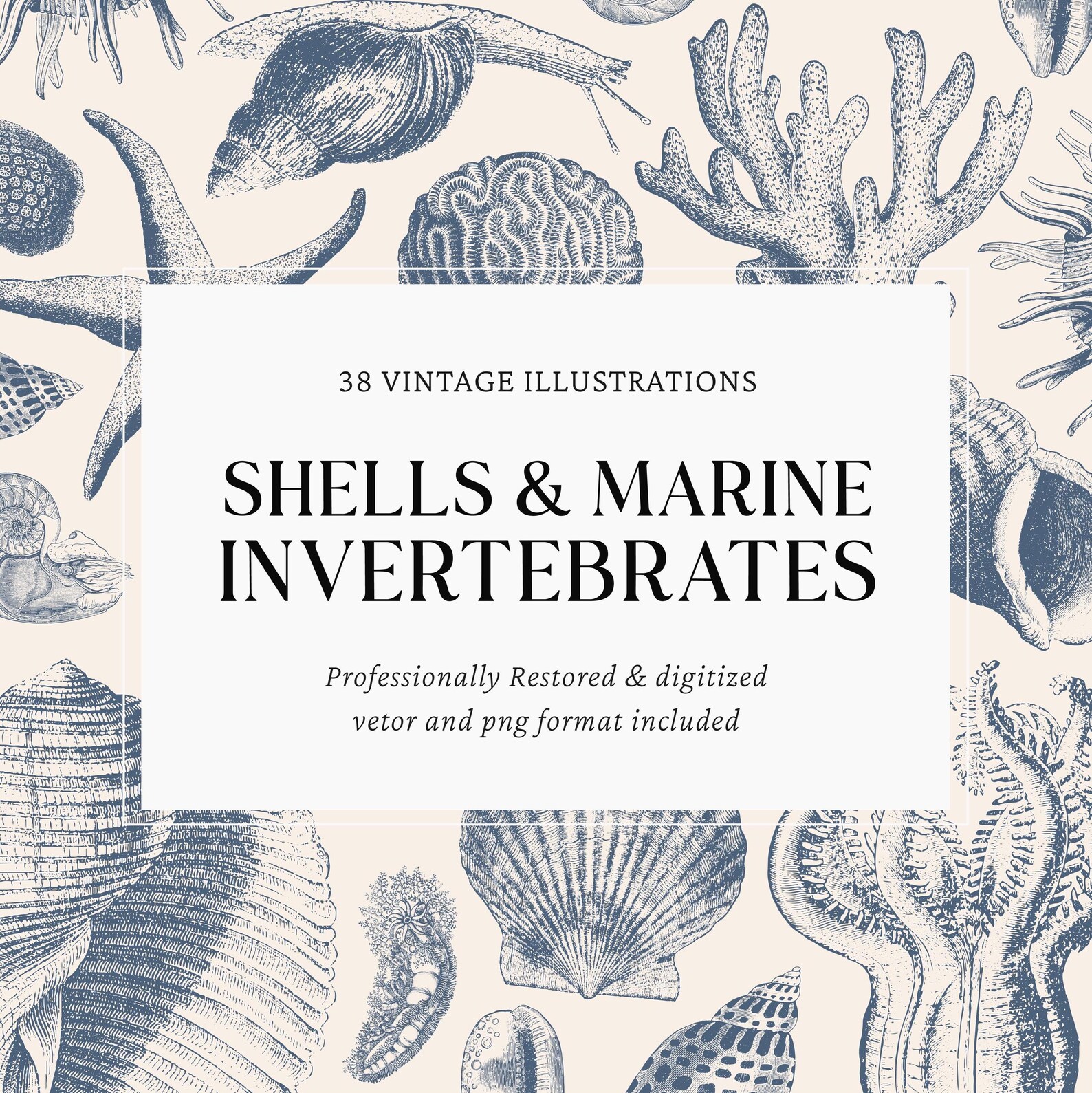 Vintage Shells and Marine Invertebrates / Vector Bundle for Crafts ...