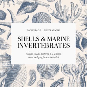 Vintage Shells and Marine Invertebrates / Vector Bundle for Crafts ...