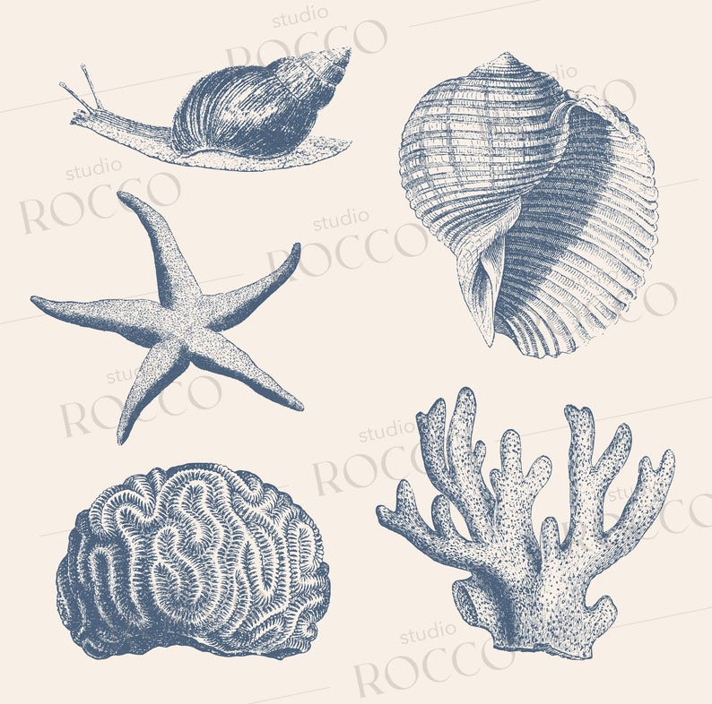 Vintage Shells and Marine Invertebrates / Vector Bundle for Crafts ...