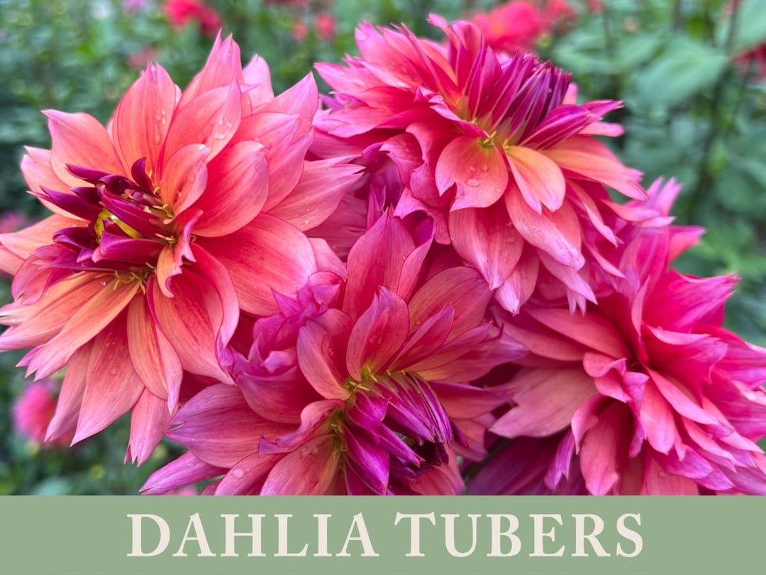 Sonic Bloom Dahlia Tuber | Ships April 2025 | Cut Flower - Etsy