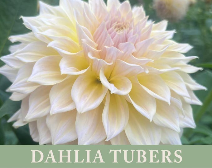Westerton Lillian Dahlia Tuber | Ships April 2025 | Cut Flower - Etsy