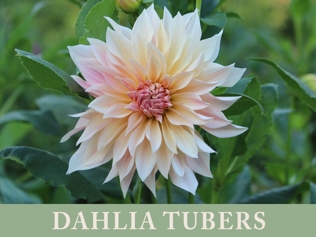 Cafe Au Lait Mini Aka Jolene Dahlia Tuber Ships April 2024 Cut Flower ...
