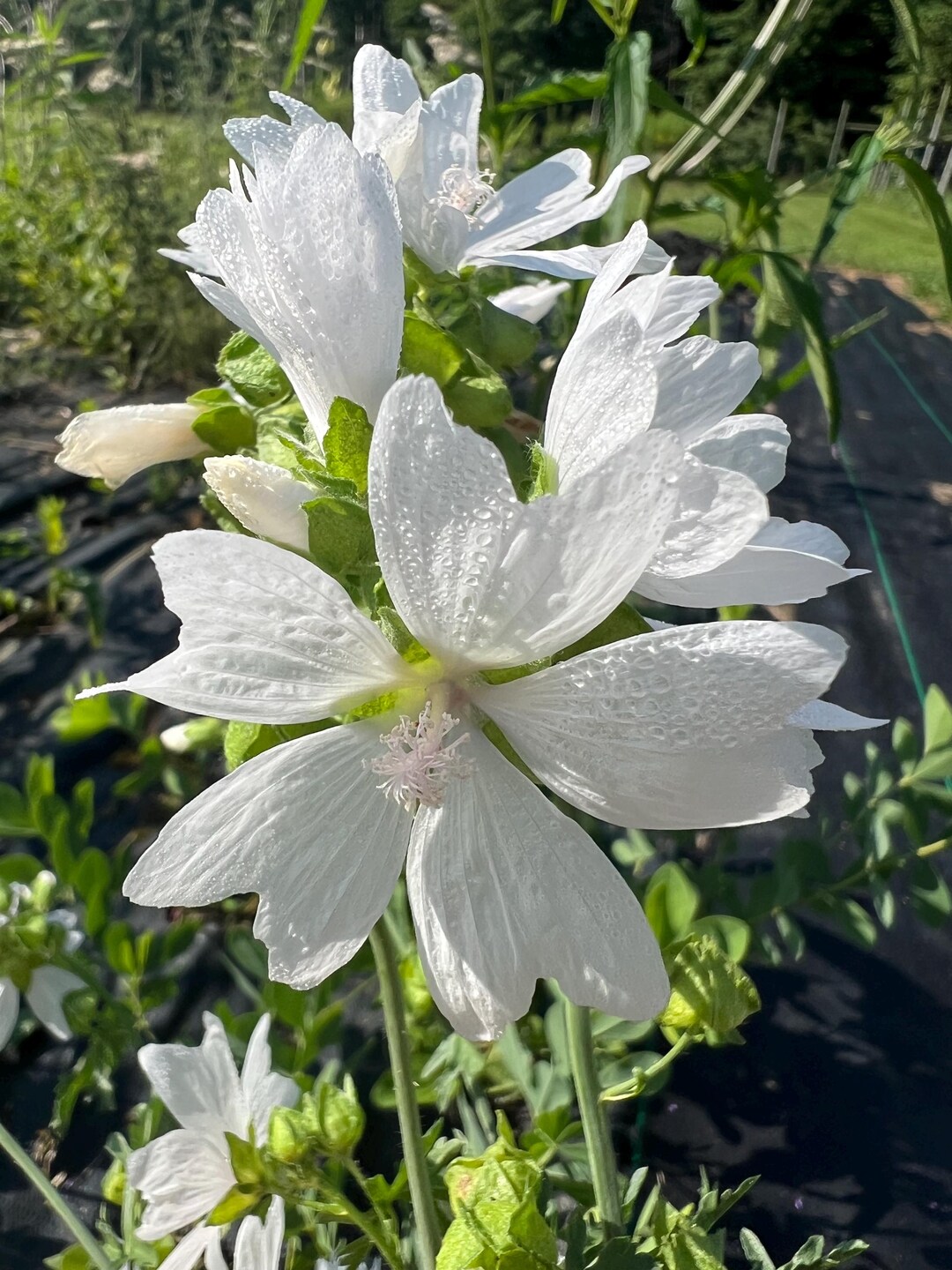 White Musk Mallow Flower Seeds - Etsy