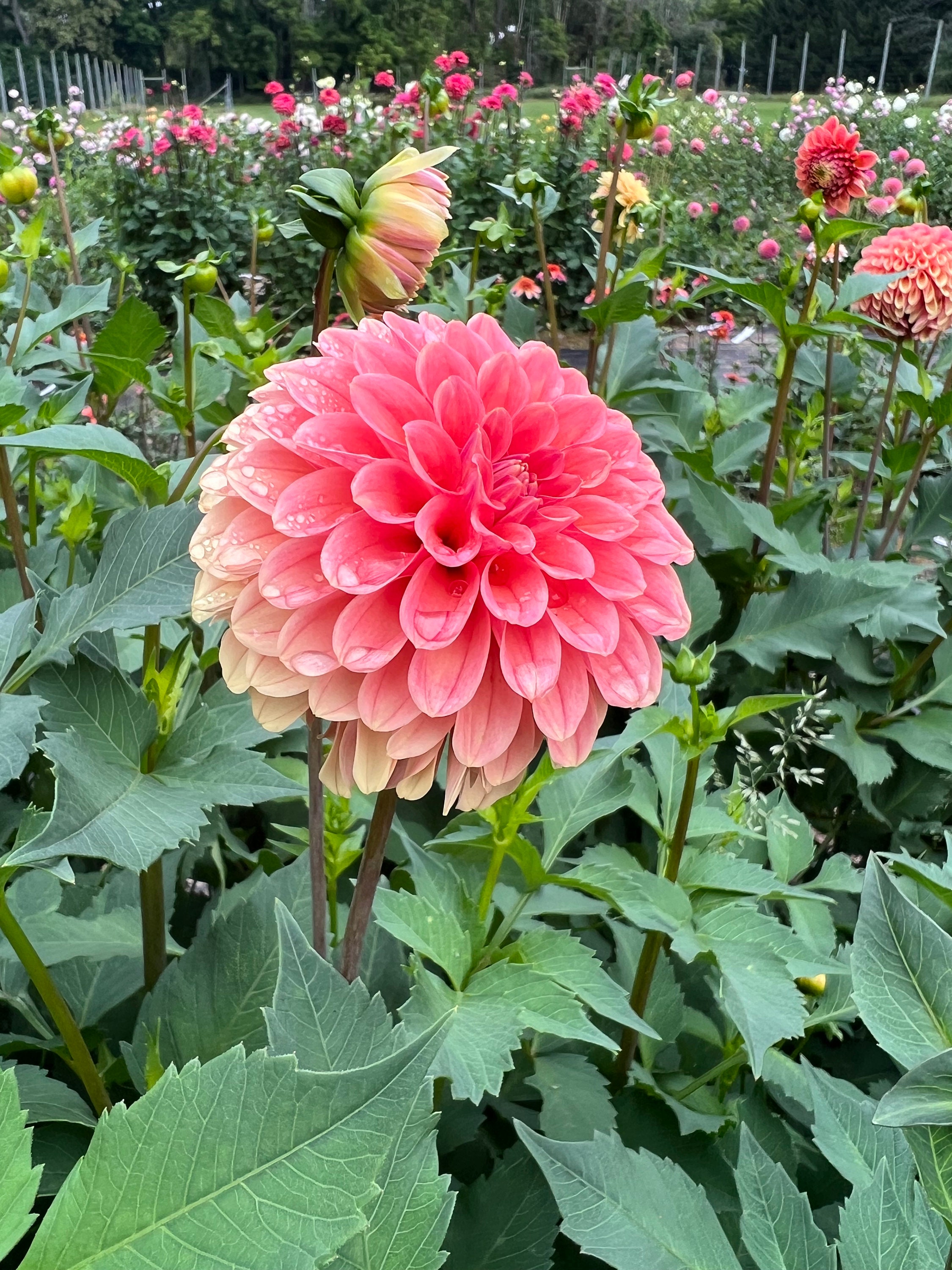 Rose Toscano Dahlia Tuber Ships April 2024 Cut Flower - Etsy