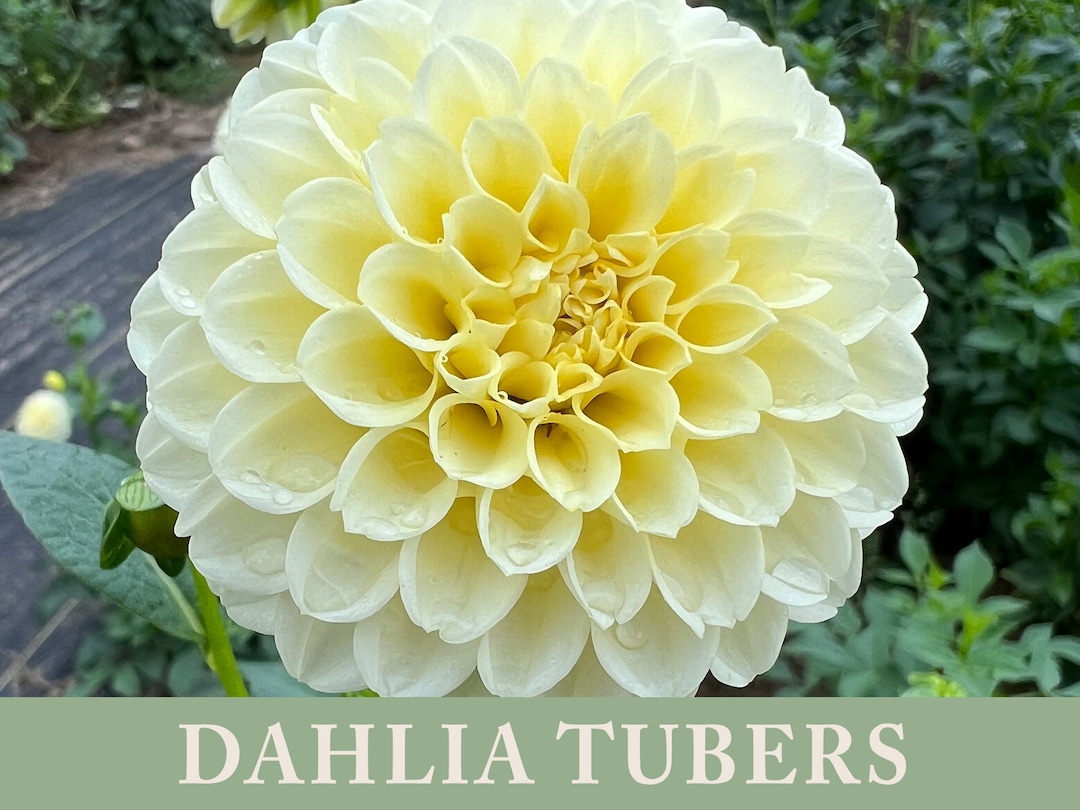 Creamy Dahlia Tuber | Ships April 2025 | Cut Flower - Etsy