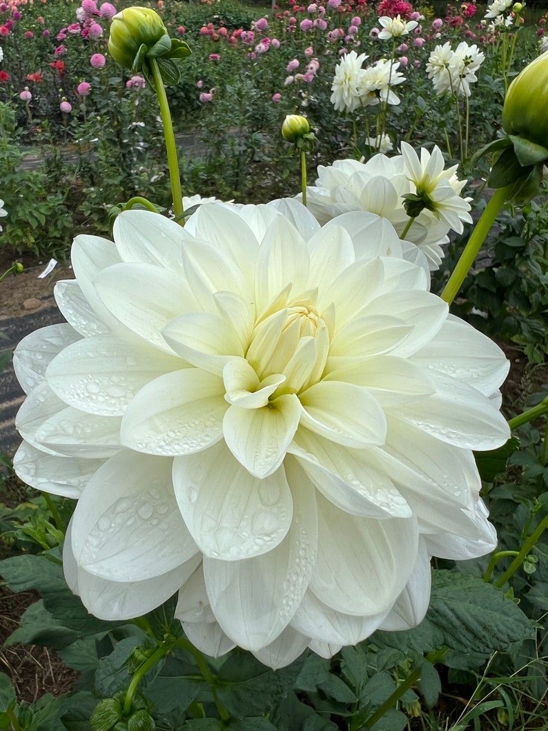 Bridezilla Dahlia Tuber | Ships April 2026 | Cut Flower - Etsy