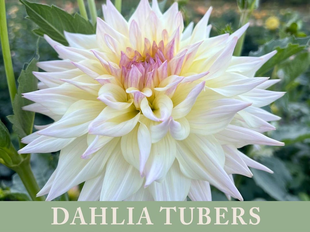 Netherton Cindy Dahlia Tuber | Ships April 2026 | Cut Flower - Etsy
