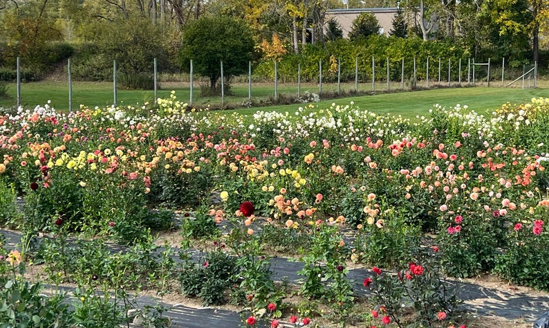 Cecil Dahlia Tuber | Ships April 2026 | Cut Flower - Etsy