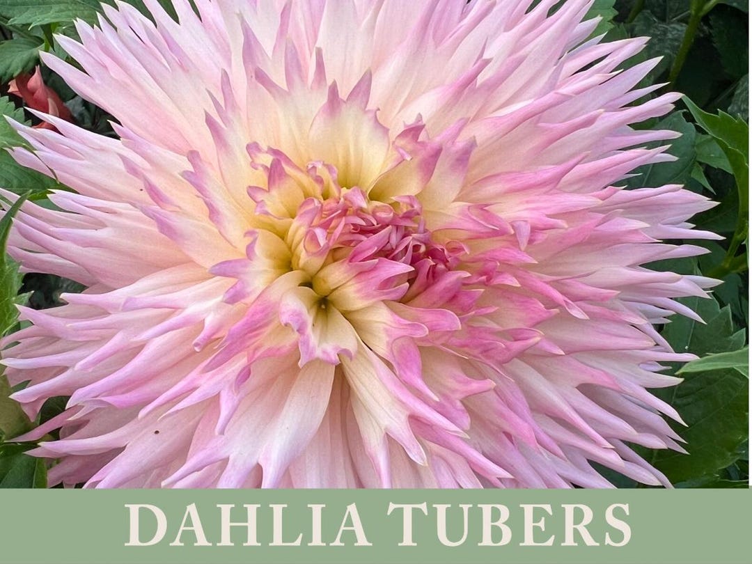 Nadia Ruth Dahlia Tuber | Ships April 2026 | Cut Flower - Etsy