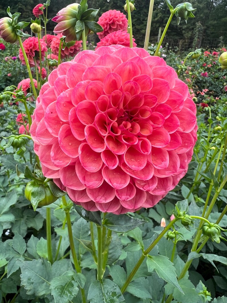 Cecil Dahlia Tuber | Ships April 2026 | Cut Flower - Etsy