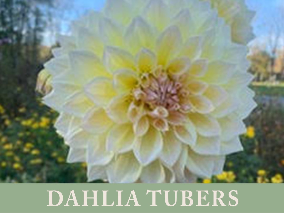 Westerton Lillian Dahlia Tuber Ships April 2025 Cut Flower - Etsy