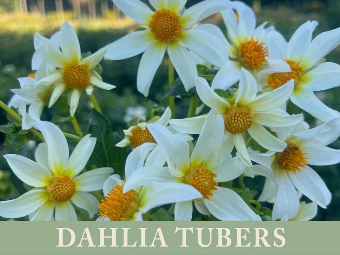 Star Child Dahlia Tuber | Ships April 2025 | Cut Flower - Etsy