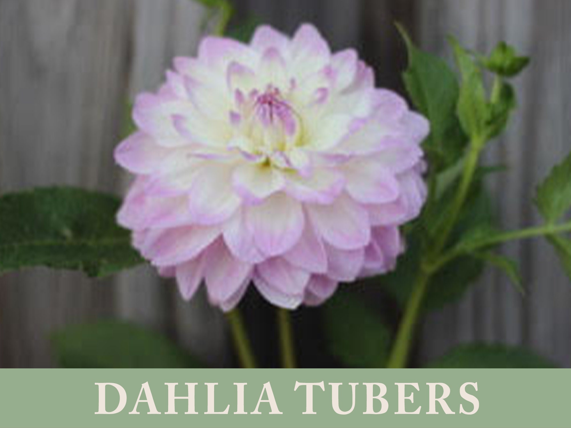 Mikayla Miranda Dahlia Tuber Ships April 2024 Cut Flower - Etsy