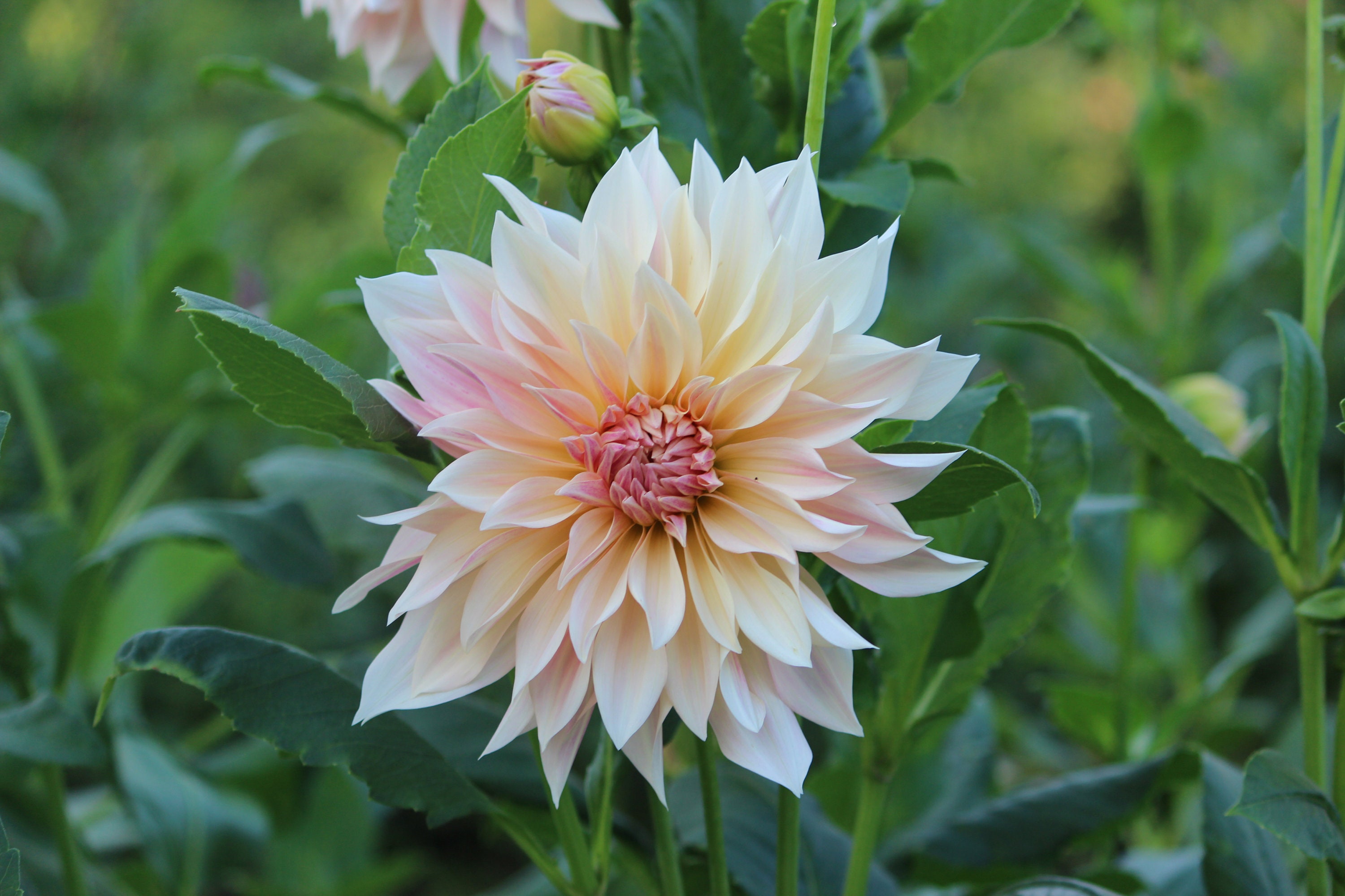 Cafe Au Lait Mini / Jolene Dahlia Tuber | Ships April 2026 | Cut Flower ...