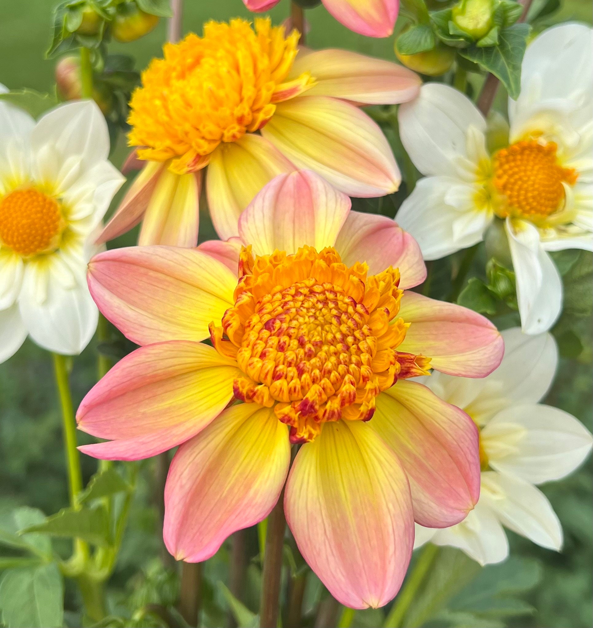 Bloomquist Golden Dahlia Tuber Ships April 2024 Cut Flower - Etsy