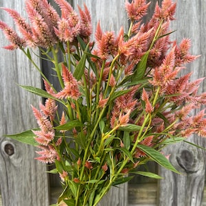 Celosia Celway Terracotta Flower Seeds - Etsy
