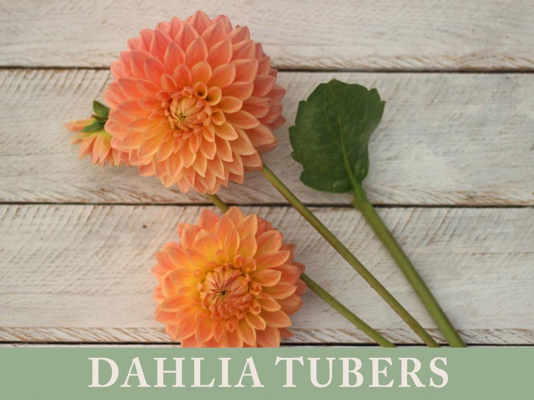 Hamilton Lillian Dahlia Tuber | Ships April 2025 | Cut Flower - Etsy