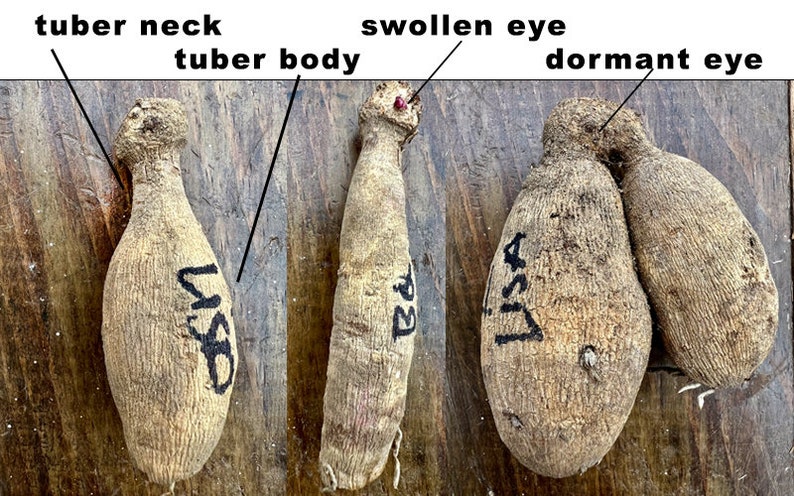 Cecil Dahlia Tuber | Ships April 2026 | Cut Flower - Etsy