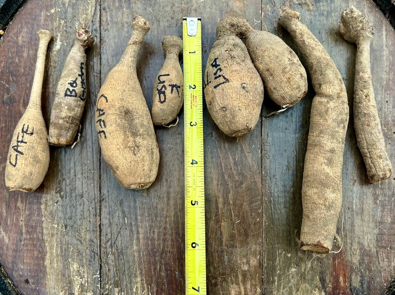 Cecil Dahlia Tuber | Ships April 2026 | Cut Flower - Etsy