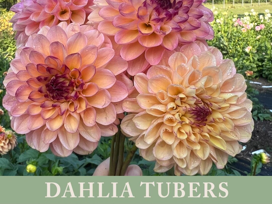 Wine Eyed Jill Yellow Dahlia Tuber | Ships April 2026 | Cut Flower - Etsy